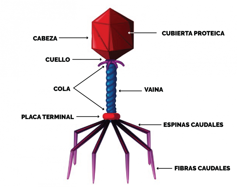 Unidad didáctica 4: Virus de importancia médica - Licenciatura en ...