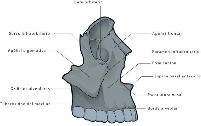 Unidad didáctica 7: El Sistema Esquelético - Licenciatura en Enfermería ...