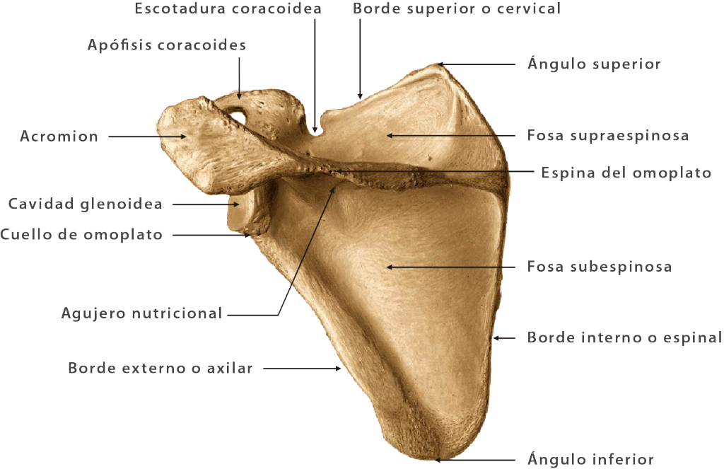 Unidad didáctica 7: El Sistema Esquelético - Licenciatura en Enfermería ...