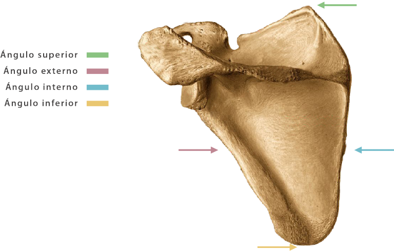 Unidad didáctica 7: El Sistema Esquelético - Licenciatura en Enfermería ...