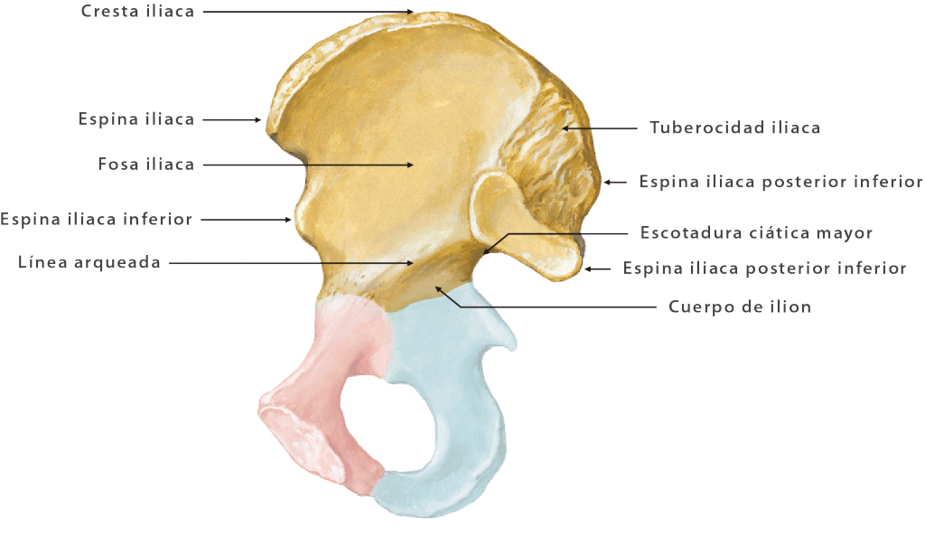 Unidad didáctica 7: El Sistema Esquelético - Licenciatura en Enfermería ...