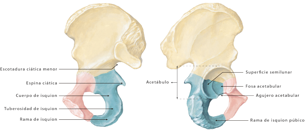 Unidad didáctica 7: El Sistema Esquelético - Licenciatura en Enfermería ...