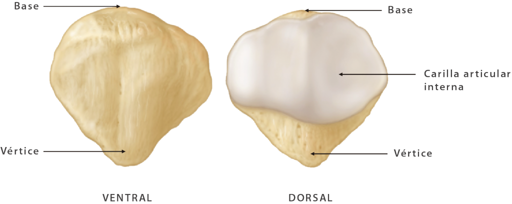 Unidad didáctica 7: El Sistema Esquelético - Licenciatura en Enfermería ...
