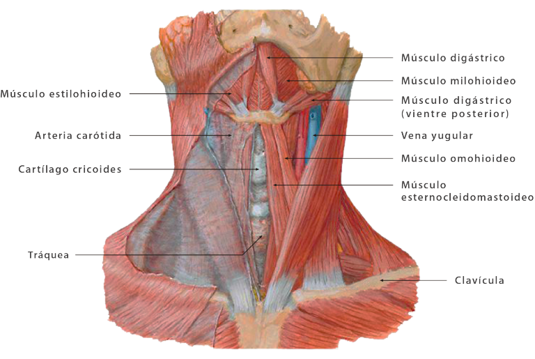 Unidad didáctica 10: El sistema muscular - Licenciatura en Enfermería y ...