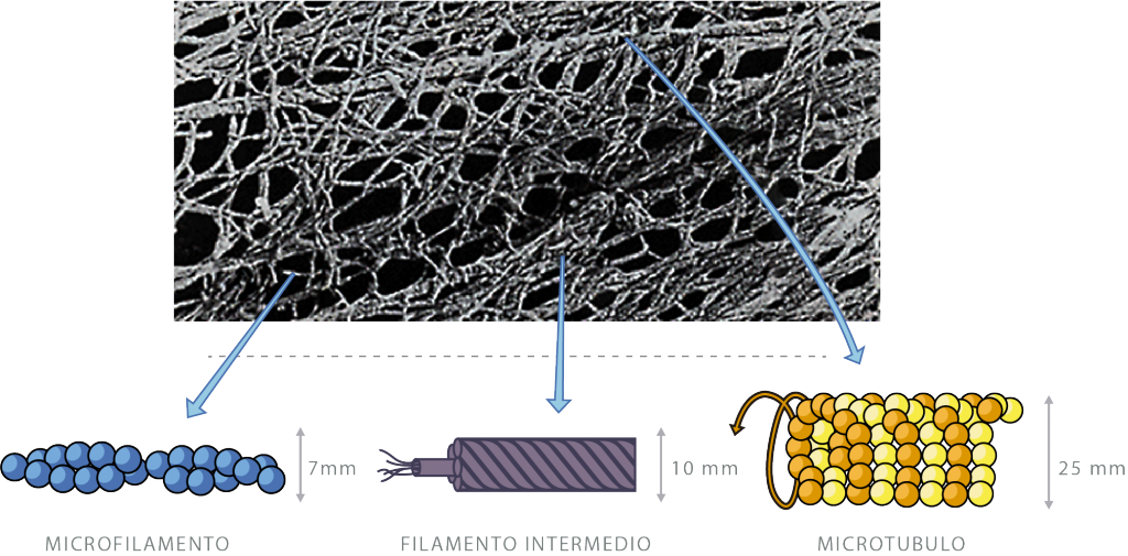 Unidad didáctica 4: El nivel celular en el cuerpo humano - Licenciatura ...