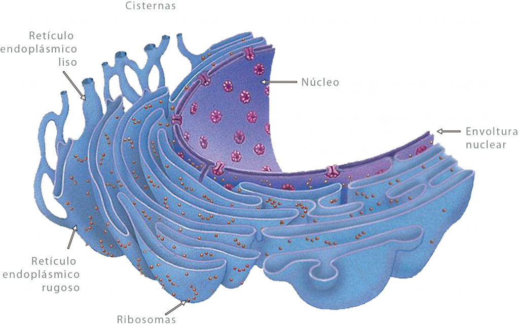 Unidad didáctica 4: El nivel celular en el cuerpo humano - Licenciatura ...
