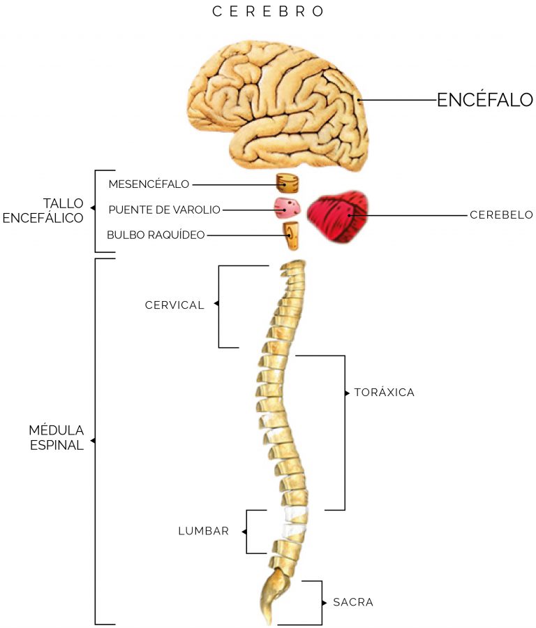 Unidad didáctica 1: El sistema nervioso - Licenciatura en Enfermería y ...