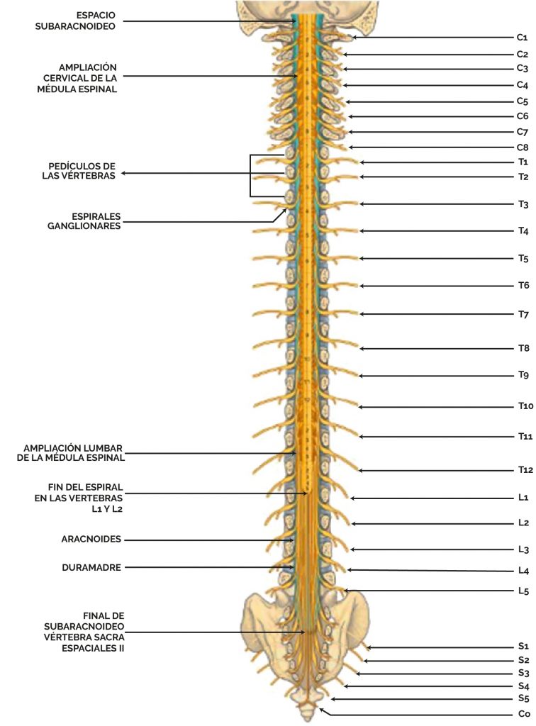 Unidad didáctica 2: La médula espinal y los nervios espinales ...