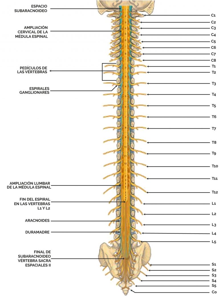 Unidad didáctica 2: La médula espinal y los nervios espinales ...
