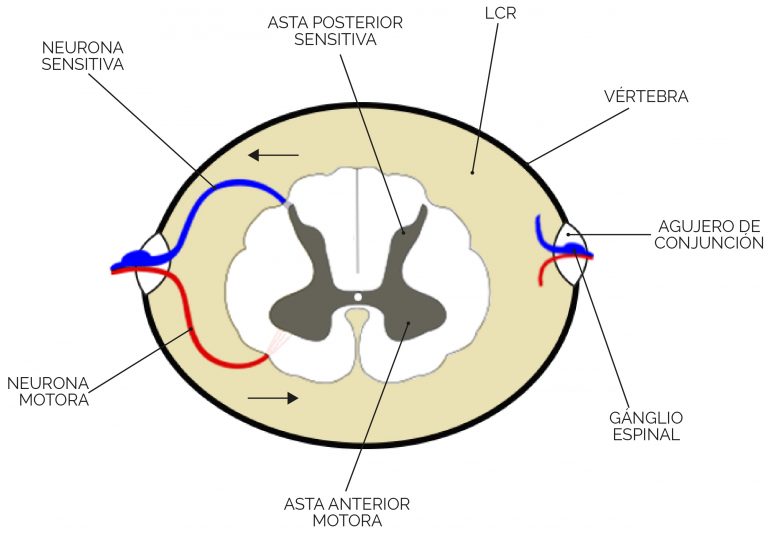 Unidad didáctica 2: La médula espinal y los nervios espinales - Licenciatura en Enfermería y ...