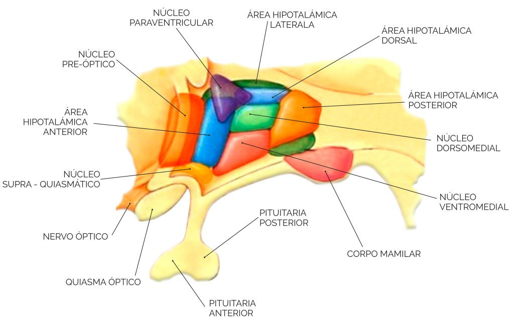 Unidad didáctica 3: El encéfalo y los nervios craneales - Licenciatura ...