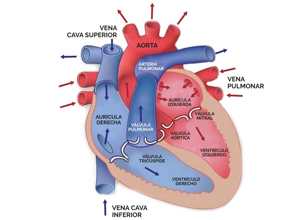 Unidad didáctica 7: Aparato circulatorio: El corazón - Licenciatura en ...