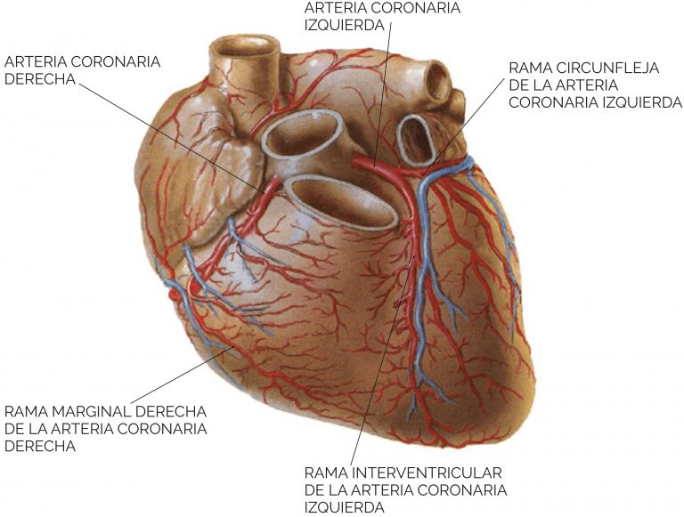 Unidad didáctica 7: Aparato circulatorio: El corazón - Licenciatura en ...