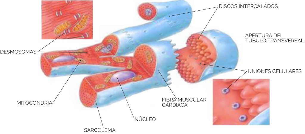 Unidad didáctica 7: Aparato circulatorio: El corazón - Licenciatura en ...