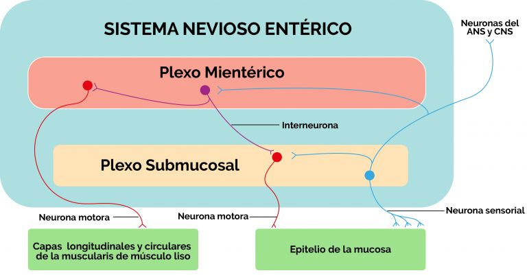 Unidad didáctica 9: El aparato digestivo - Licenciatura en Enfermería y ...