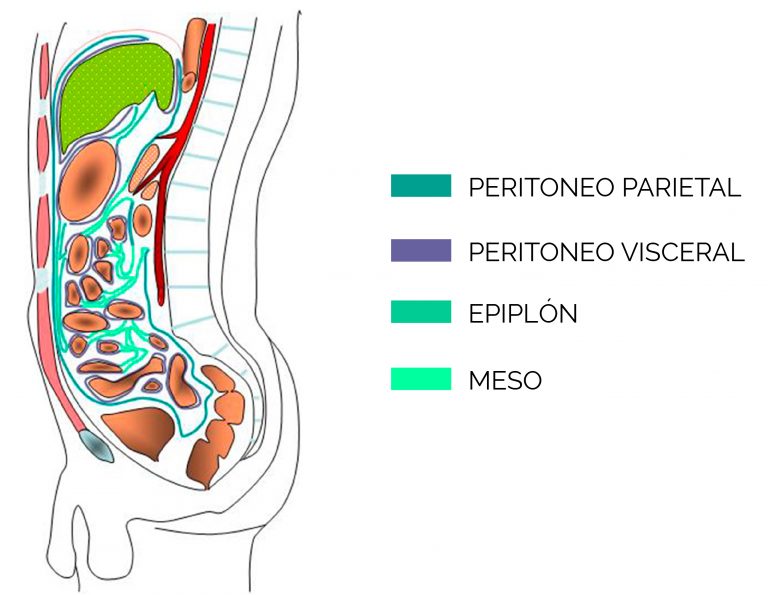 Unidad didáctica 9: El aparato digestivo - Licenciatura en Enfermería y ...