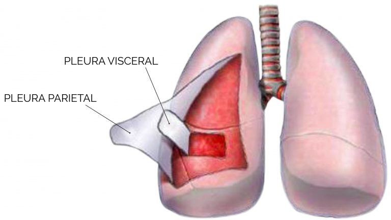 Unidad Didáctica 8 El Aparato Respiratorio Licenciatura En