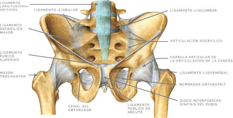 Unidad didáctica 1: Anatomía y Fisiología del Sistema Reproductor ...