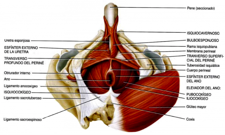 Unidad Didáctica 1 Anatomía Y Fisiología Del Sistema Reproductor