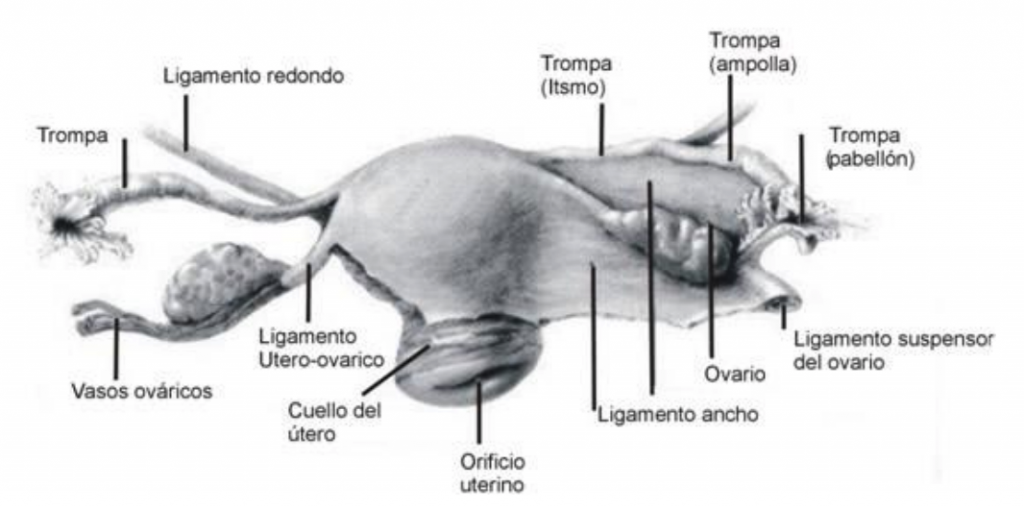 Unidad didáctica 1: Anatomía y Fisiología del Sistema Reproductor ...