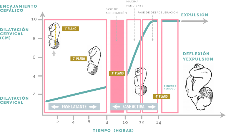 Unidad didáctica 7: Parto parte dos - Licenciatura en Enfermería y Obstetricia