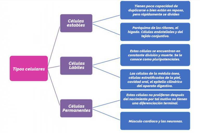 Unidad didáctica 2: Patología celular - Licenciatura en Enfermería y ...