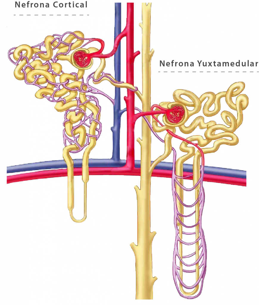 Unidad didáctica 11: Cuidados de enfermería a la persona para favorecer ...