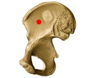 Clase digital 7. El sistema esquelético - Recursos Educativos Abiertos