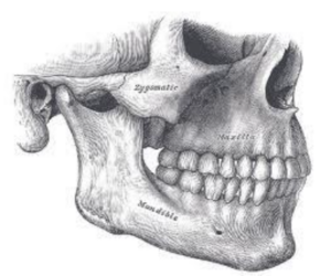 Clase digital 7. El sistema esquelético - Recursos Educativos Abiertos
