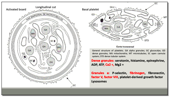 Clase digital 15. Coagulation physiology - Recursos Educativos Abiertos
