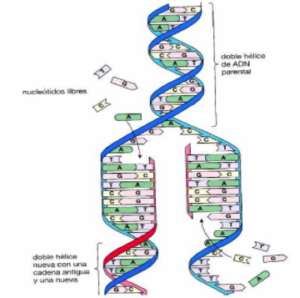 Clase digital 5. ADN y División celular - Recursos Educativos Abiertos