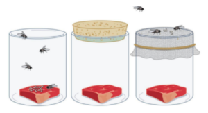 Clase digital 8. Origen, evolución y biodiversidad - Recursos ...