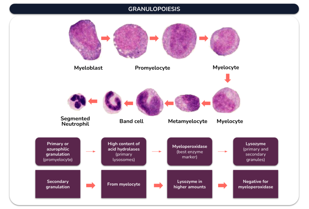 Digital class 3. Function and structure of blood cells - Recursos ...