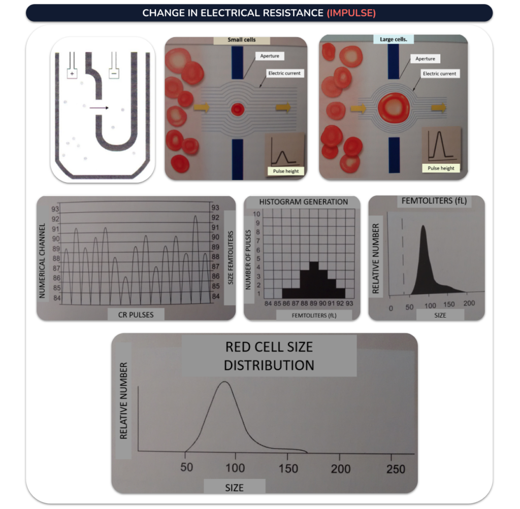 Digital class 4. Complete blood cell count - Recursos Educativos Abiertos