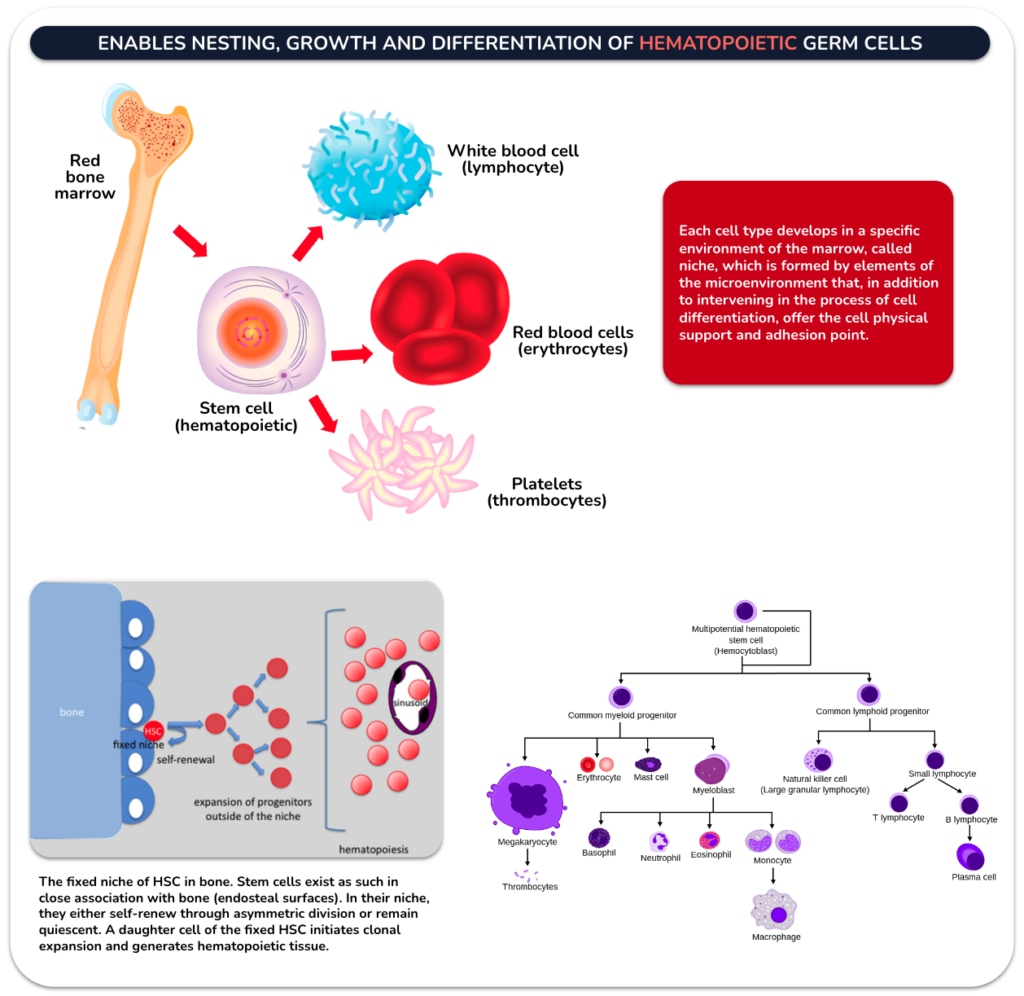 Digital class 3. Function and structure of blood cells - Recursos ...