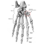 Clase digital 2. Anatomía de la mano y anatomía patológica de la mano ...