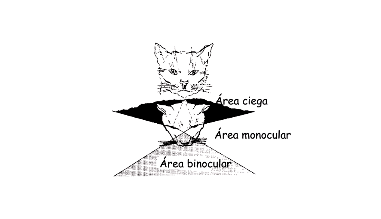 Clase digital 1. Anatomía de la vista: Iris y pupilas su función y la ...