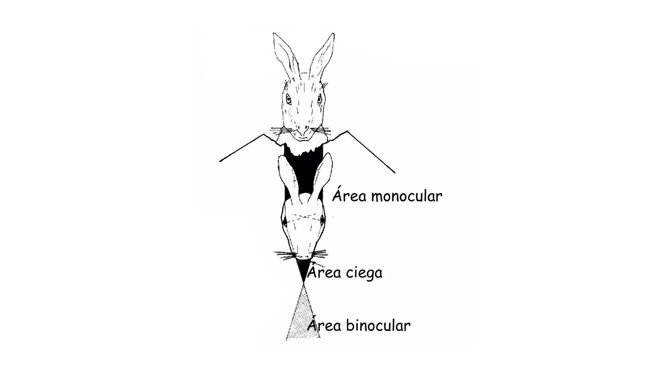 Clase digital 1. Anatomía de la vista: Iris y pupilas su función y la ...