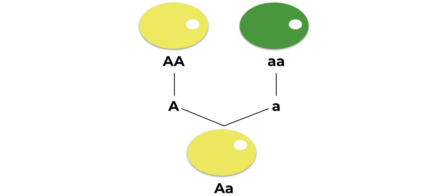 Clase digital 1. Primera ley de Mendel: “Principio de uniformidad ...
