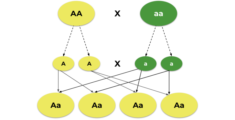 Clase digital 1. Primera ley de Mendel: “Principio de uniformidad ...