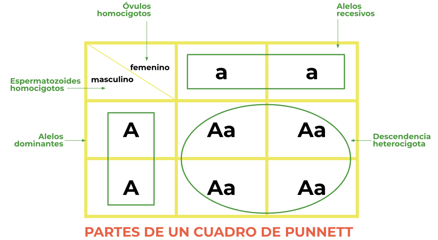 Clase digital 1. Primera ley de Mendel: “Principio de uniformidad ...