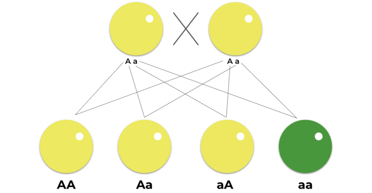 Clase digital 2. Segunda ley de Mendel: “Principio de segregación ...
