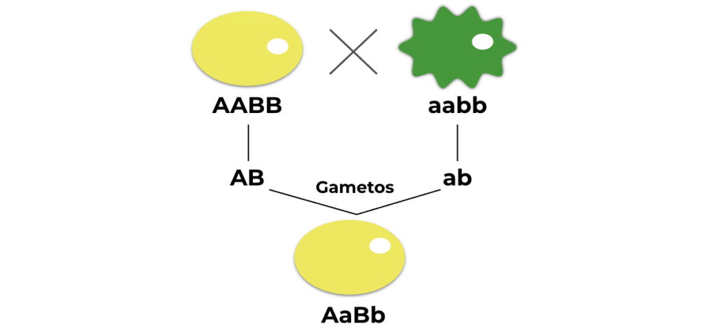 Clase digital 3. Tercera ley de Mendel: Ley de distribución ...