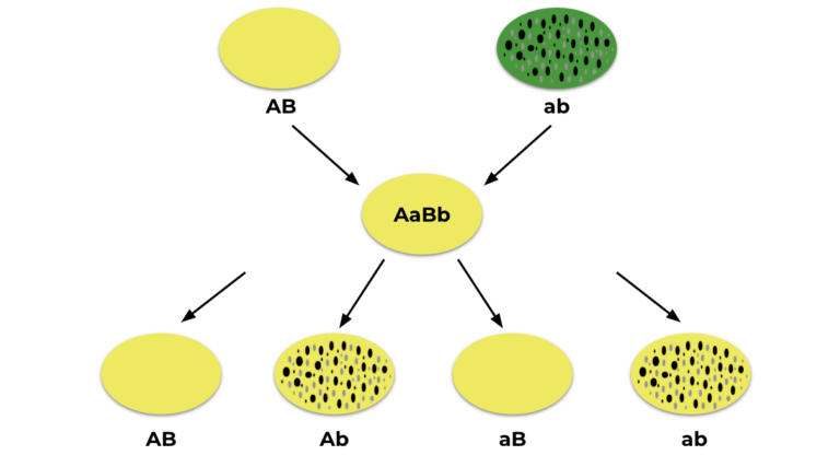 Clase digital 3. Tercera ley de Mendel: Ley de distribución ...