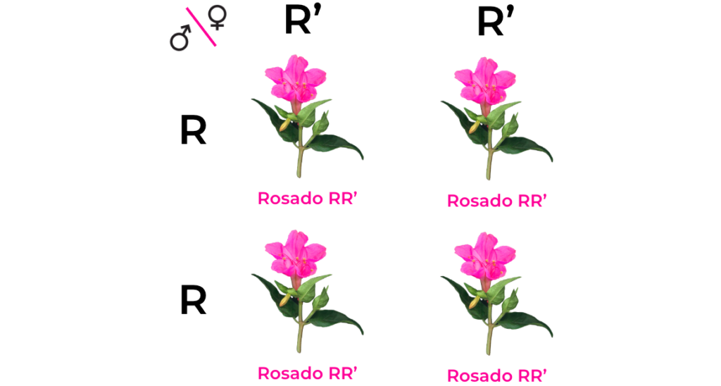 Clase digital 4. Leyes de herencia no mendeliana: dominancia incompleta ...