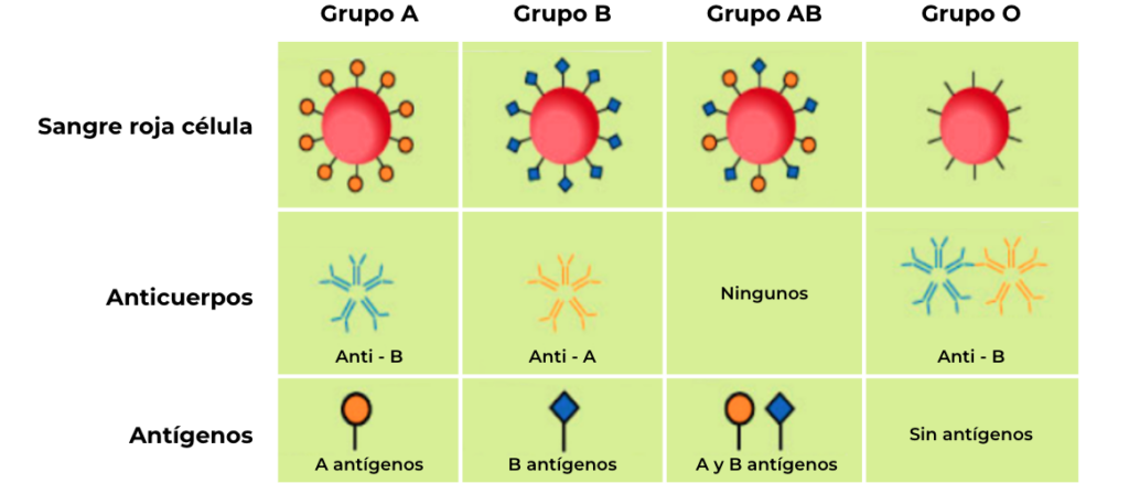 Clase digital 4. Leyes de herencia no mendeliana: dominancia incompleta ...