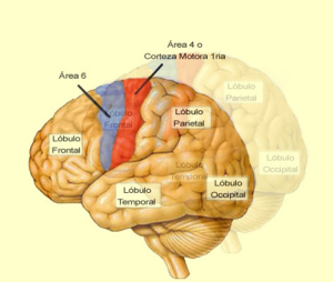 Clase digital 1. ¿Qué es el control motor? - Recursos Educativos Abiertos