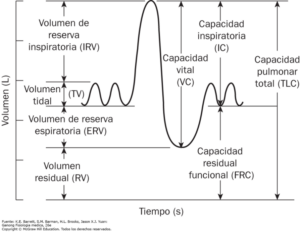 Clase digital 1. Anatomía y fisiología del sistema respiratorio ...