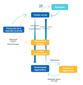 Clase digital 2. Lesiones de músculo y tendón - Recursos Educativos ...