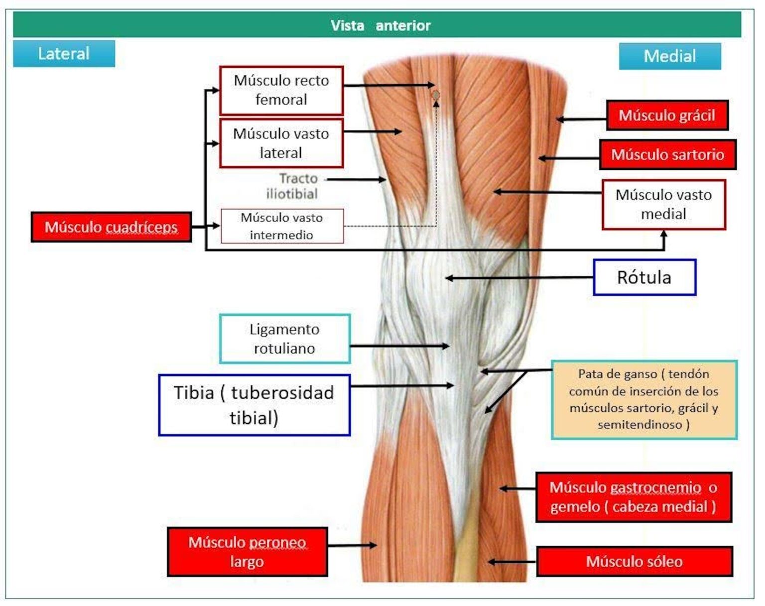 Clase digital 1. Anatomía de la rodilla - Recursos Educativos Abiertos
